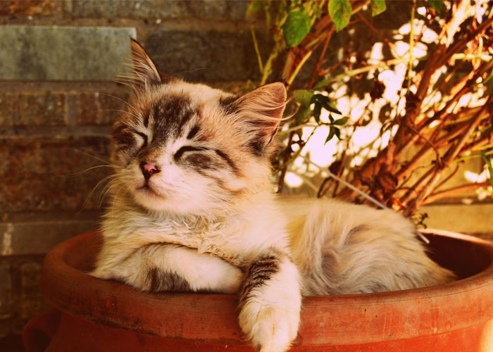 Cómo detectar y actuar ante un golpe de calor en gatos | Clínica ...